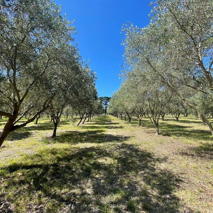 Bellarine Region – Geelong Region Olives